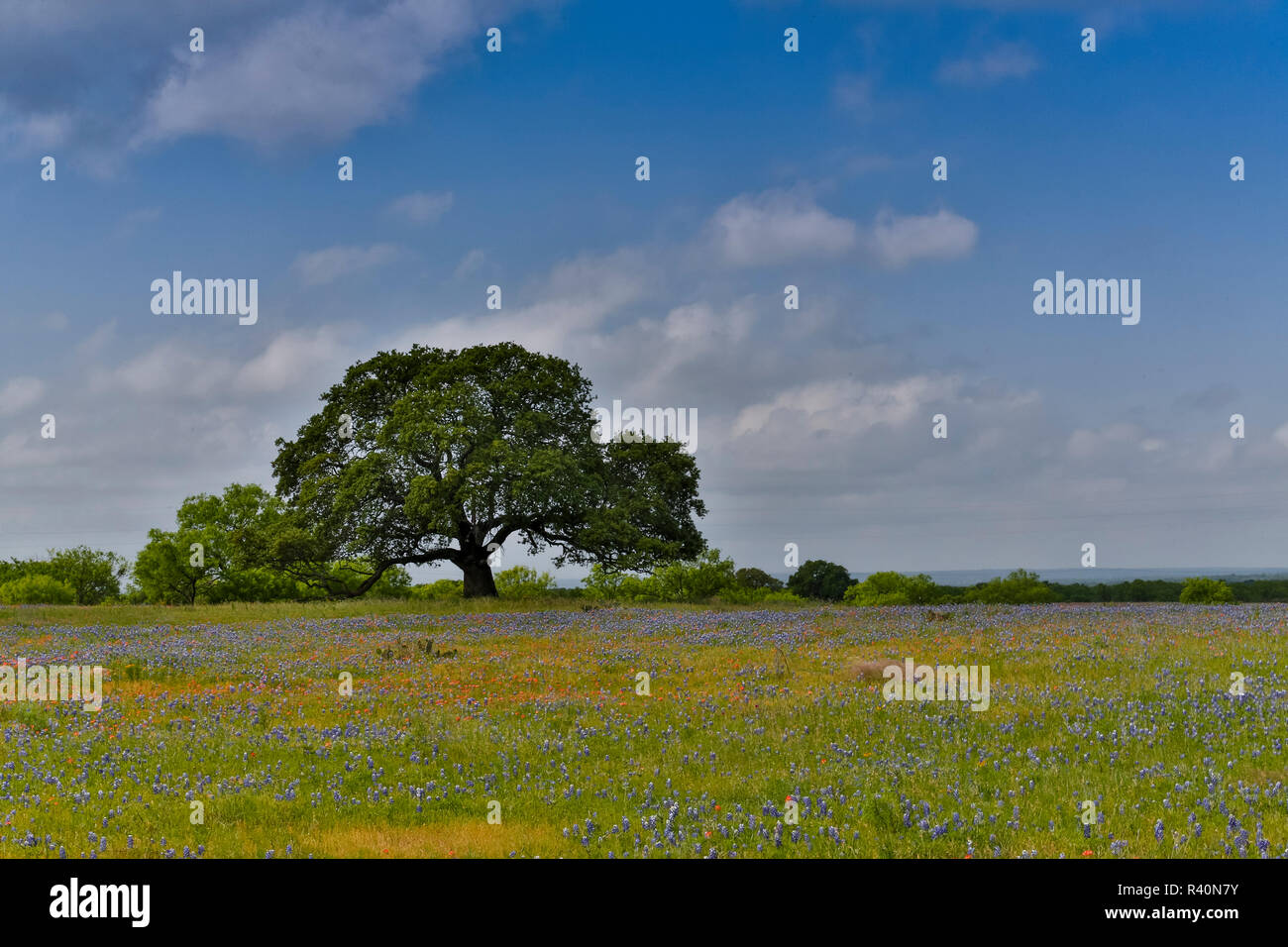 Texas tree and field hi-res stock photography and images - Alamy