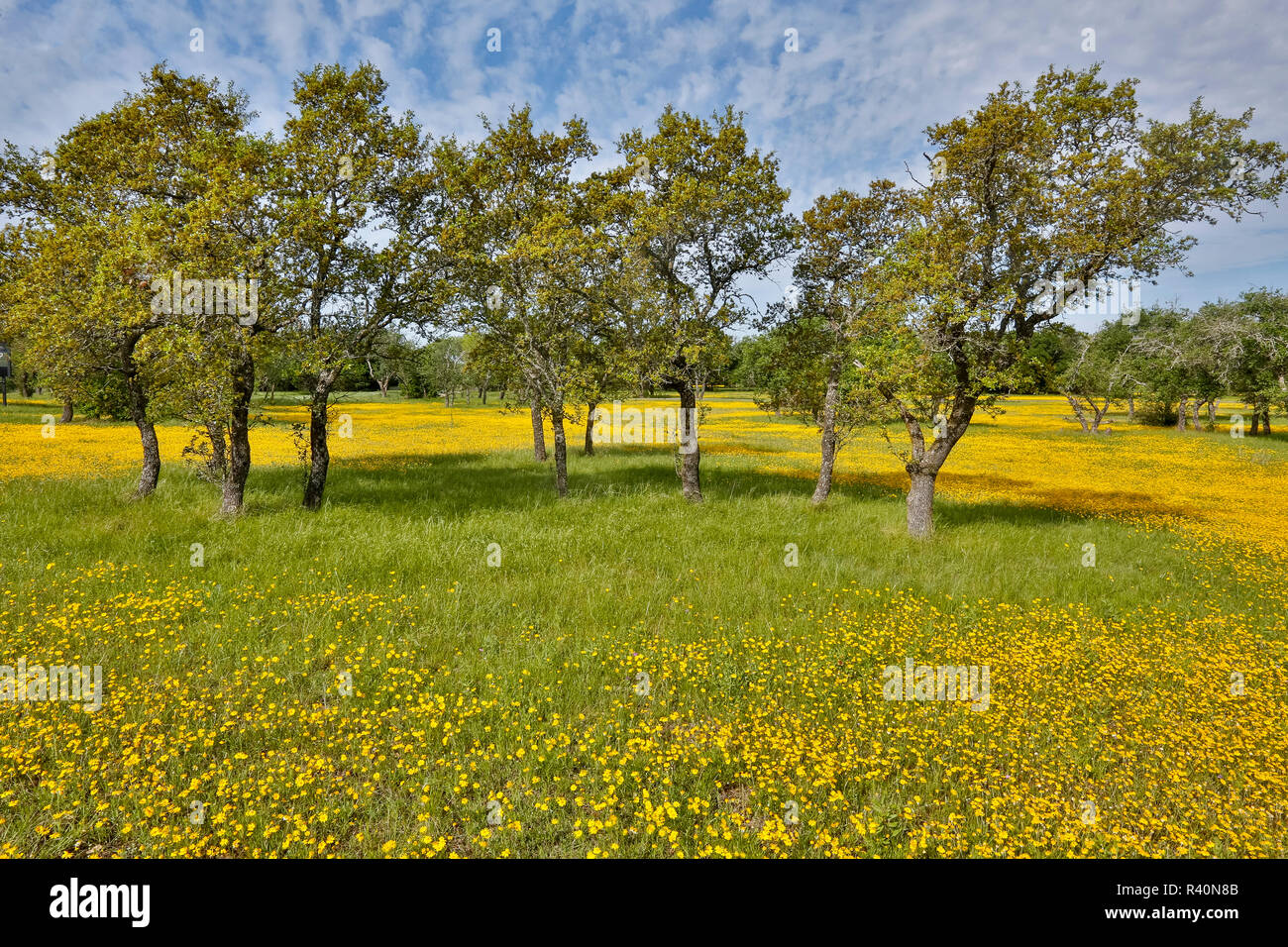 Wildflowers in fields just south of Burnet, Texas springtime Stock ...