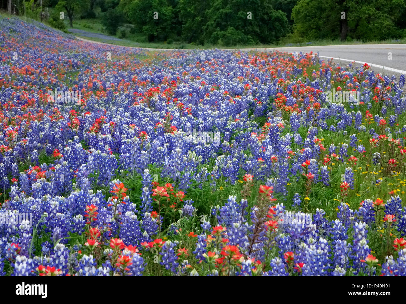 Texas Hill Country wildflowers, along the 16-mile 'Willow City Loop ...