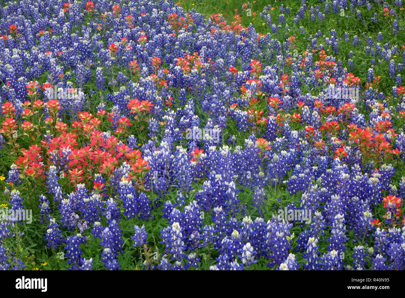 Texas Hill Country wildflowers, along the 16-mile 'Willow City Loop ...