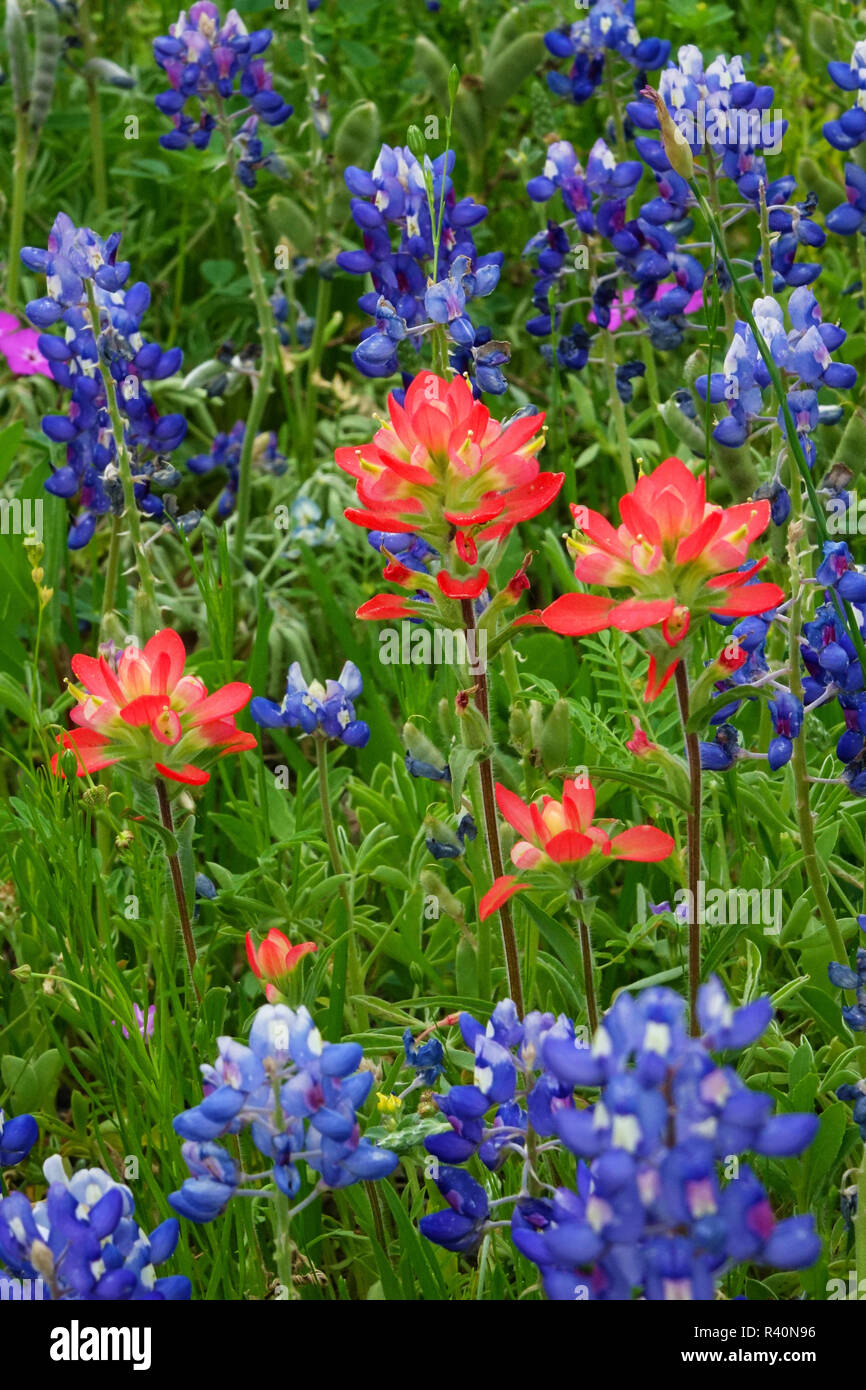 Texas Hill Country wildflowers, along the 16-mile 'Willow City Loop ...