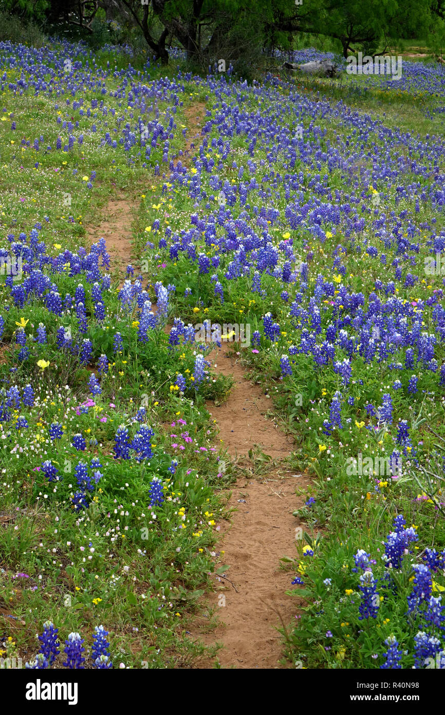 Texas Hill Country wildflowers, along the 16-mile 'Willow City Loop ...