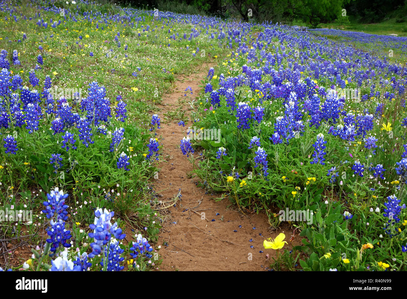 Texas Hill Country wildflowers, along the 16-mile 'Willow City Loop ...