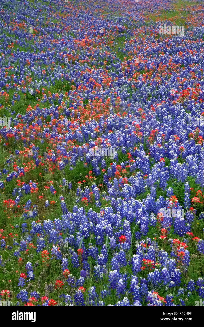 Texas Hill Country wildflowers, along the 16-mile Willow City Loop ...