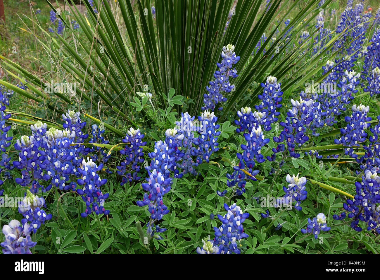 Texas Hill Country wildflowers, along the 16-mile Willow City Loop ...