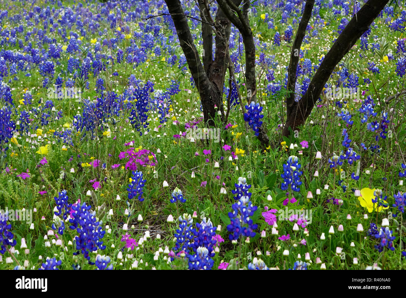 Texas Hill Country wildflowers, along the 16-mile Willow City Loop ...