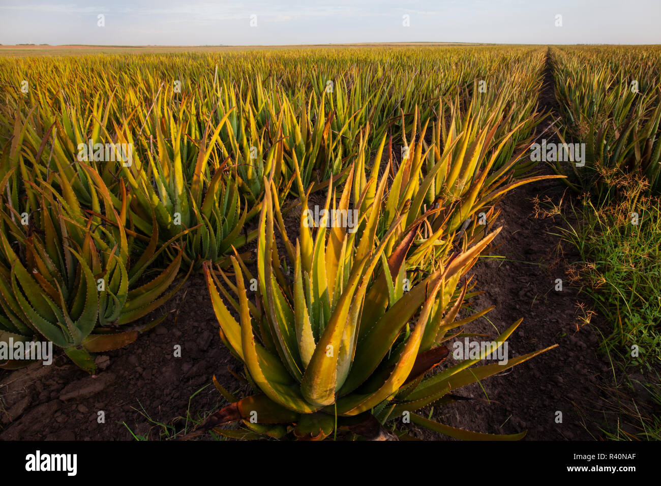 Aloe growing as a crop Stock Photo - Alamy