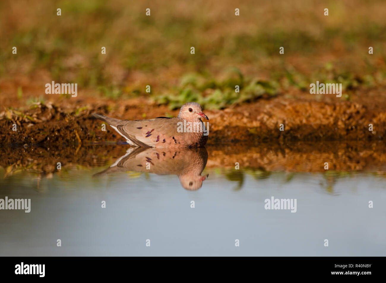 Columbina passerina ground dove hi-res stock photography and images - Alamy