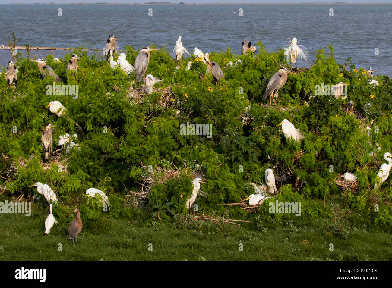 Colonial nesting birds nesting at island rookery Stock Photo - Alamy