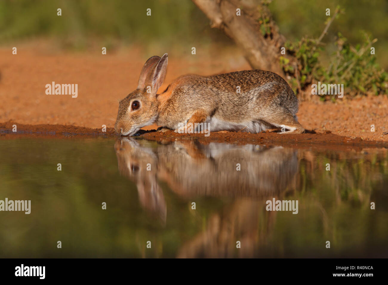 Rabbit drinking water hi-res stock photography and images - Alamy