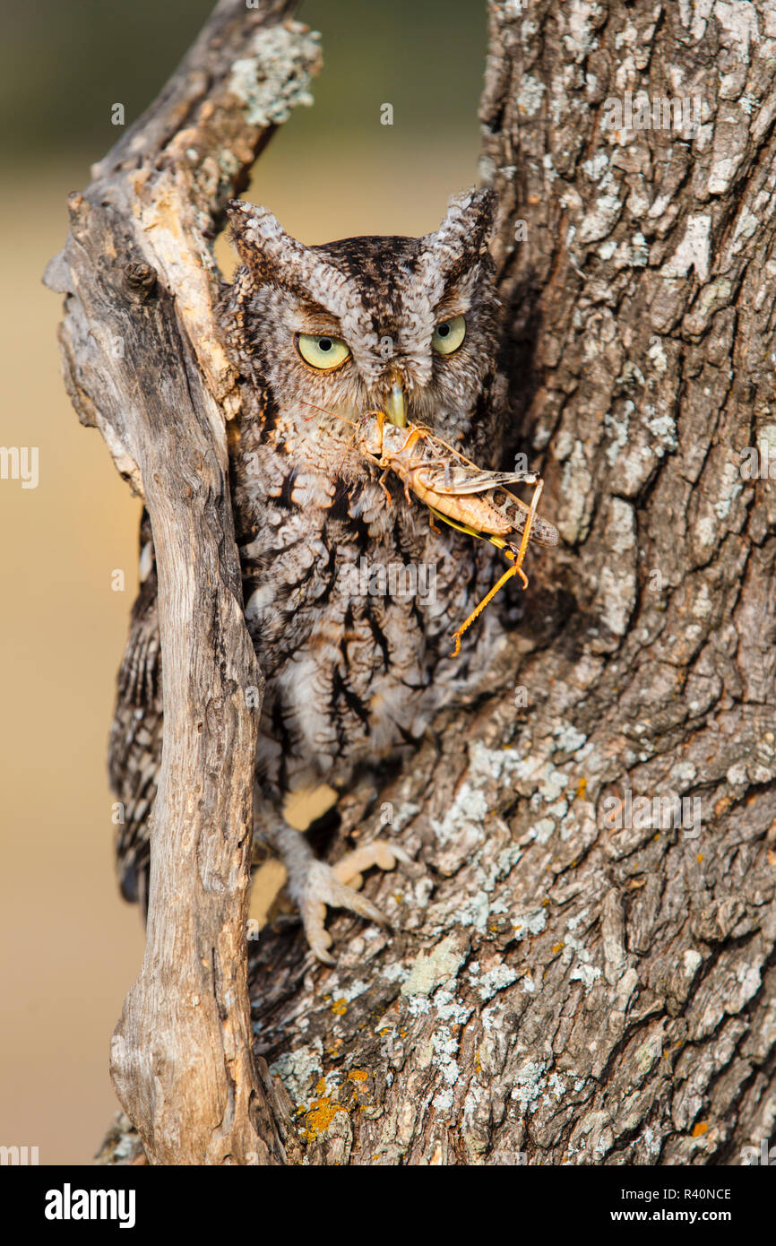 Roosting in tree hi-res stock photography and images - Alamy