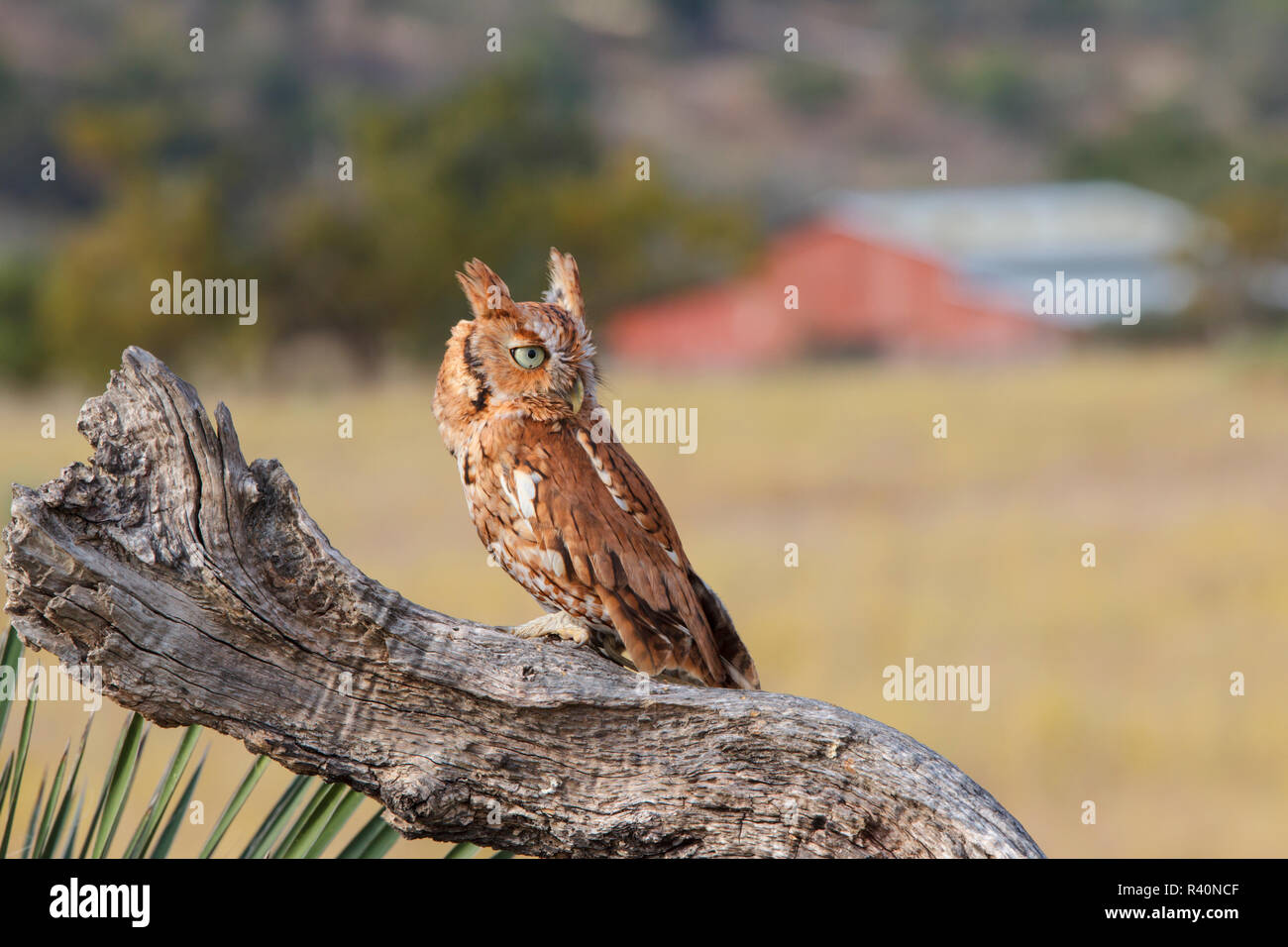 Eastern Screech Owl (Otus Asio) roosting in tree Stock Photo - Alamy