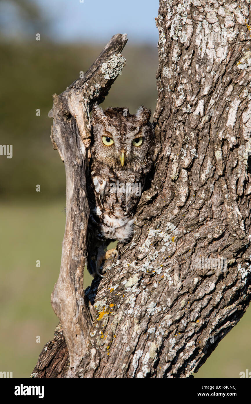 Eastern Screech Owl (Otus Asio) roosting in tree Stock Photo - Alamy