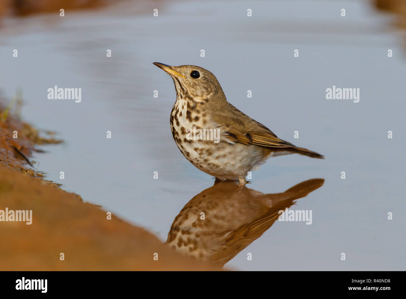 Gray cheeked thrush catharus minimus hi-res stock photography and ...