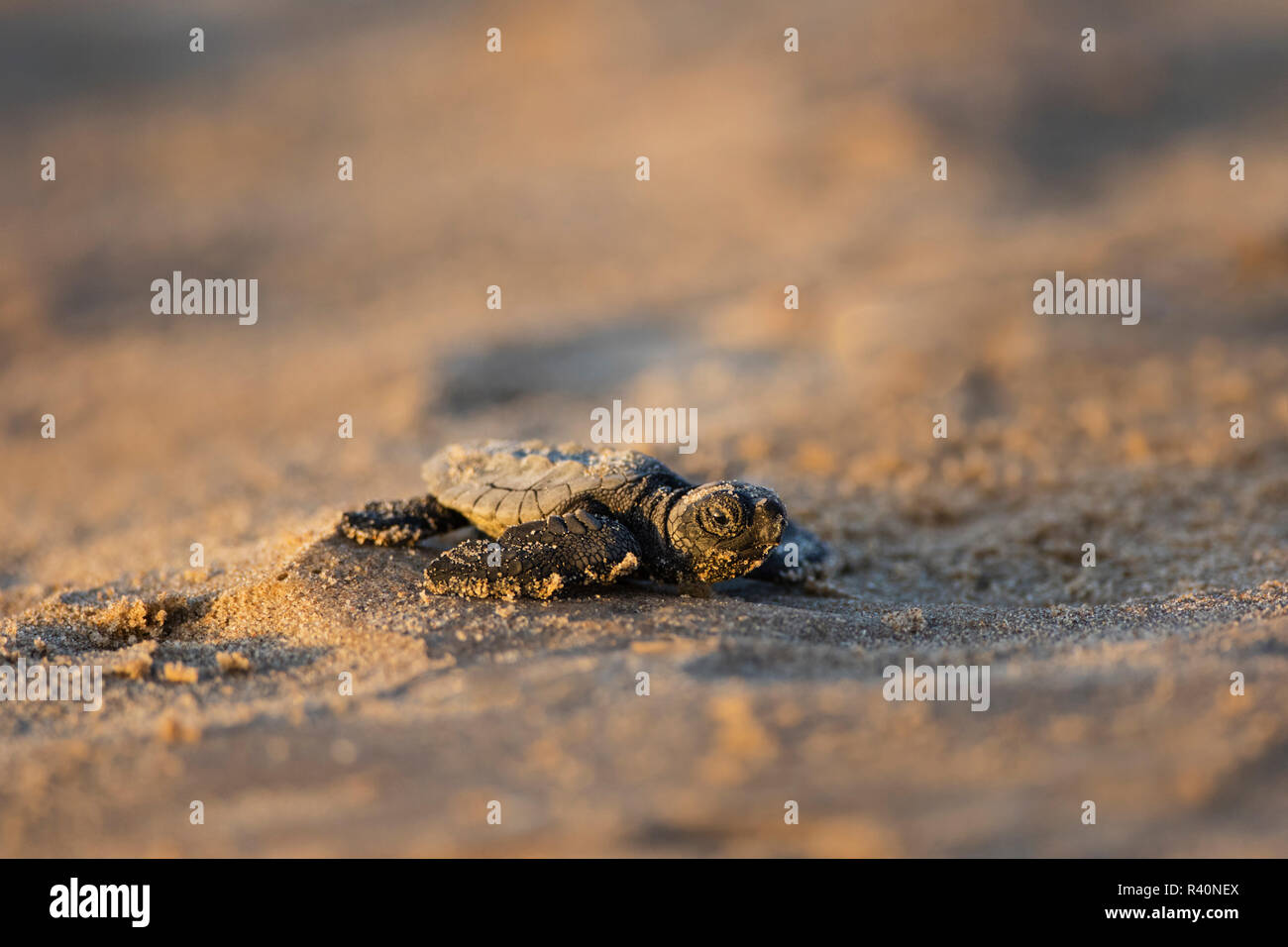 Kemp's Ridley Sea Turtle (Lepidochelys kempii) hatchling Stock Photo ...