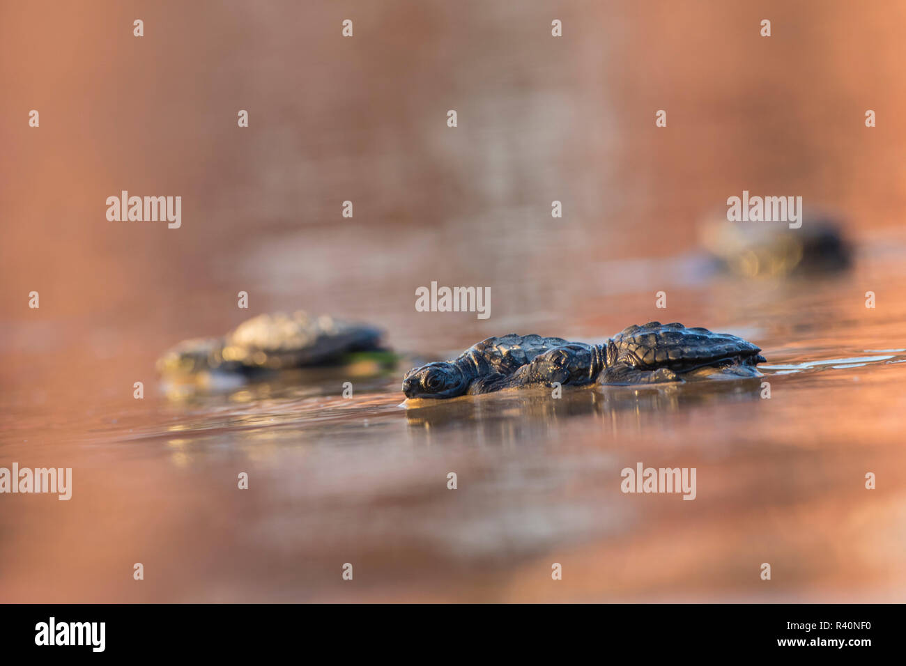 Kemp's Ridley Sea Turtle (Lepidochelys kempii) hatchling Stock Photo ...