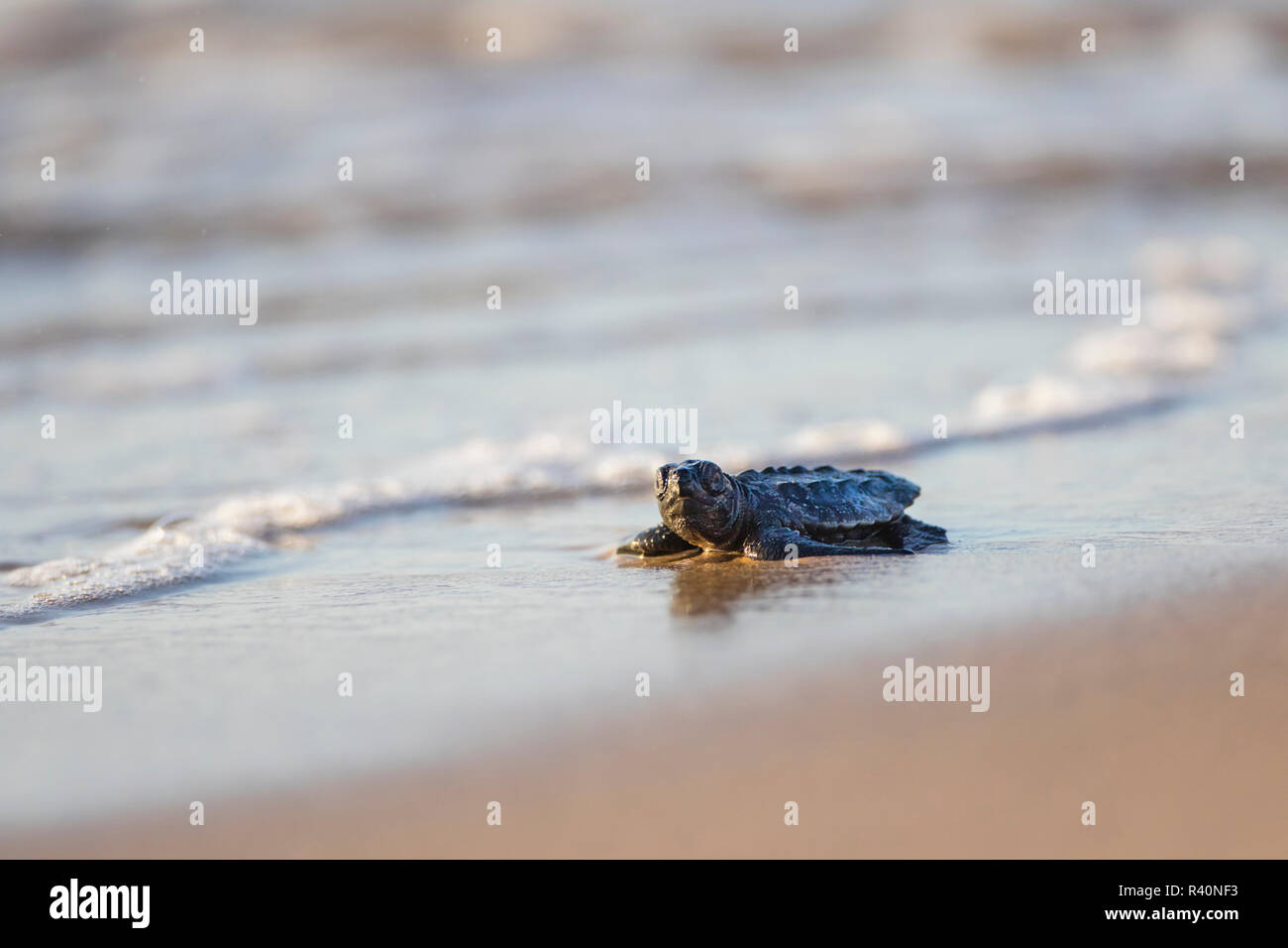 Kemps ridley turtle hi-res stock photography and images - Alamy