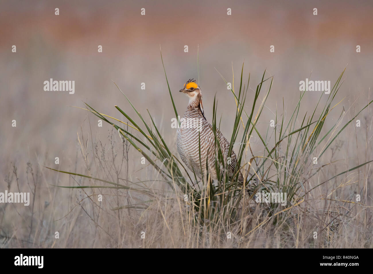 Lesser Prairie Chicken (Tympanuchus pallidicinctus) on lek Stock Photo ...