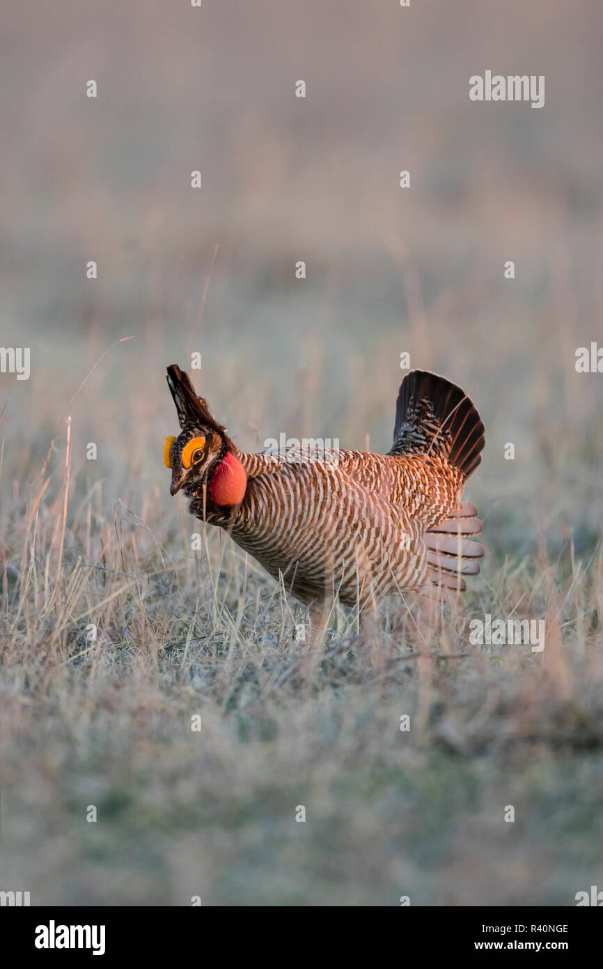 Lesser Prairie Chicken (Tympanuchus pallidicinctus) on lek Stock Photo ...