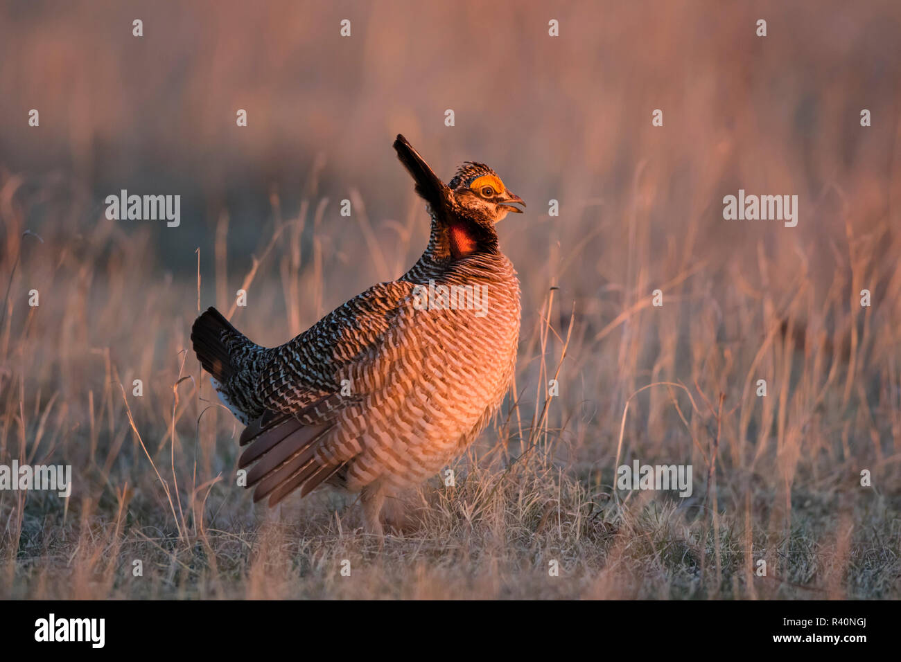Lesser Prairie Chicken (Tympanuchus pallidicinctus) on lek Stock Photo ...