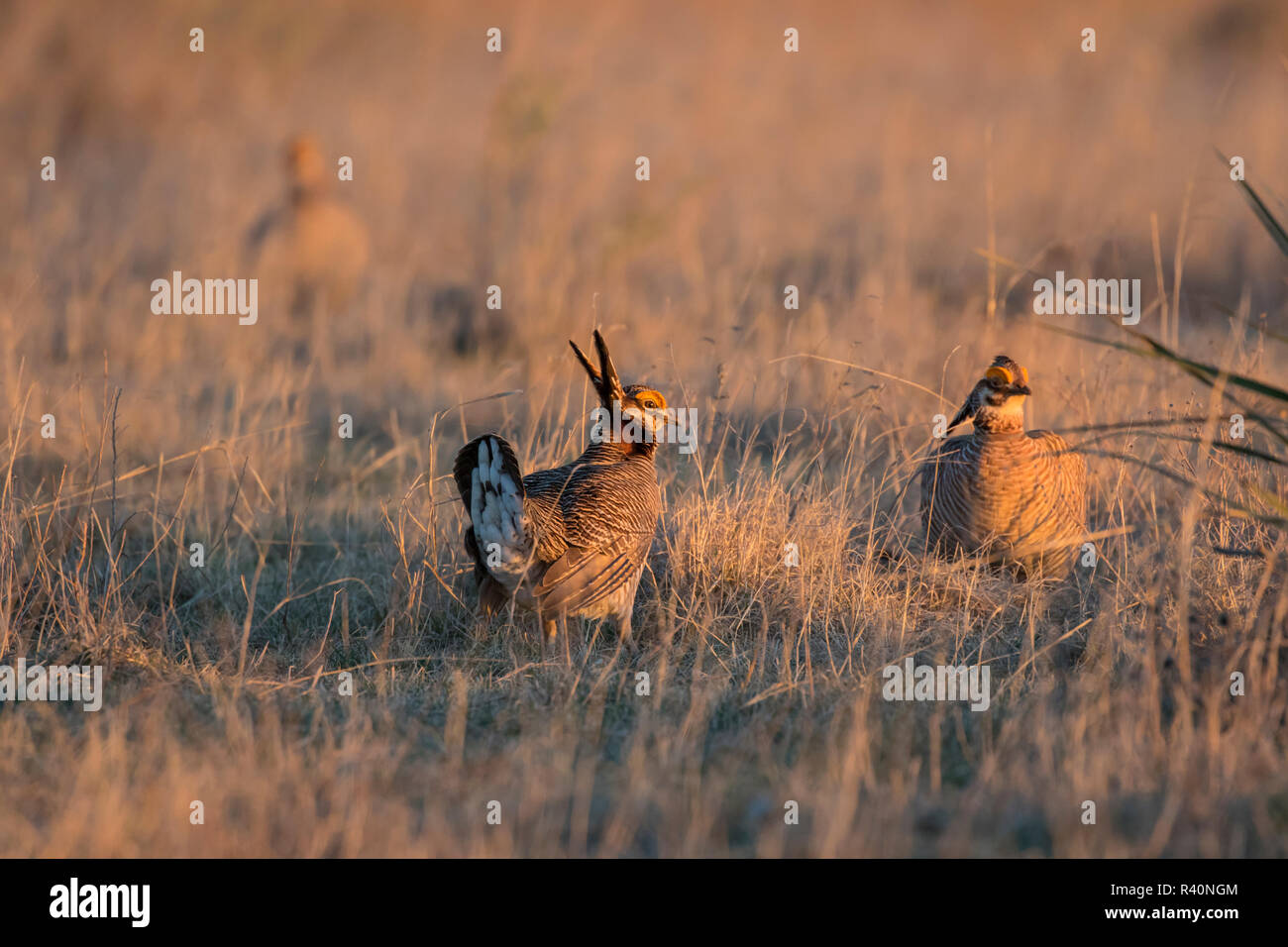 Lesser Prairie Chicken (Tympanuchus pallidicinctus) on lek Stock Photo ...