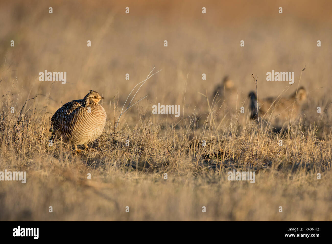 Lesser Prairie Chicken (Tympanuchus pallidicinctus) on lek Stock Photo ...
