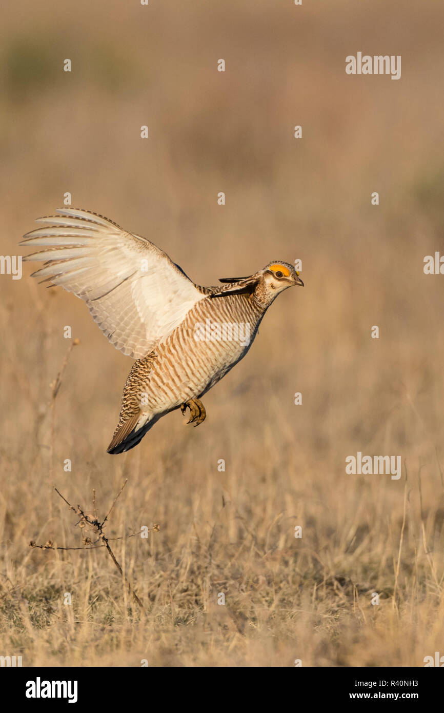 Lesser Prairie Chicken (Tympanuchus pallidicinctus) on lek Stock Photo ...
