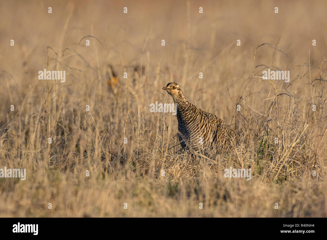 Lesser Prairie Chicken (Tympanuchus pallidicinctus) on lek Stock Photo ...