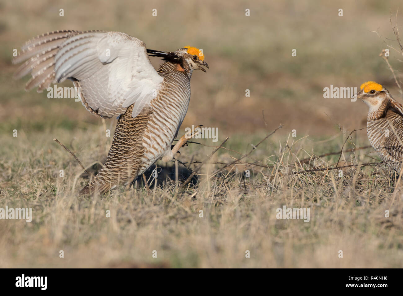 Lesser Prairie Chicken (Tympanuchus pallidicinctus) on lek Stock Photo ...