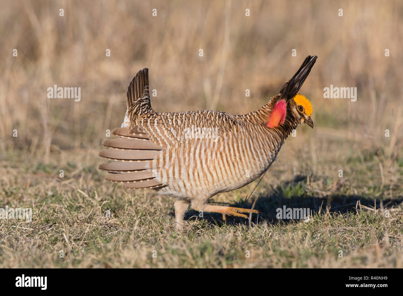 Lesser Prairie Chicken High Resolution Stock Photography and Images - Alamy