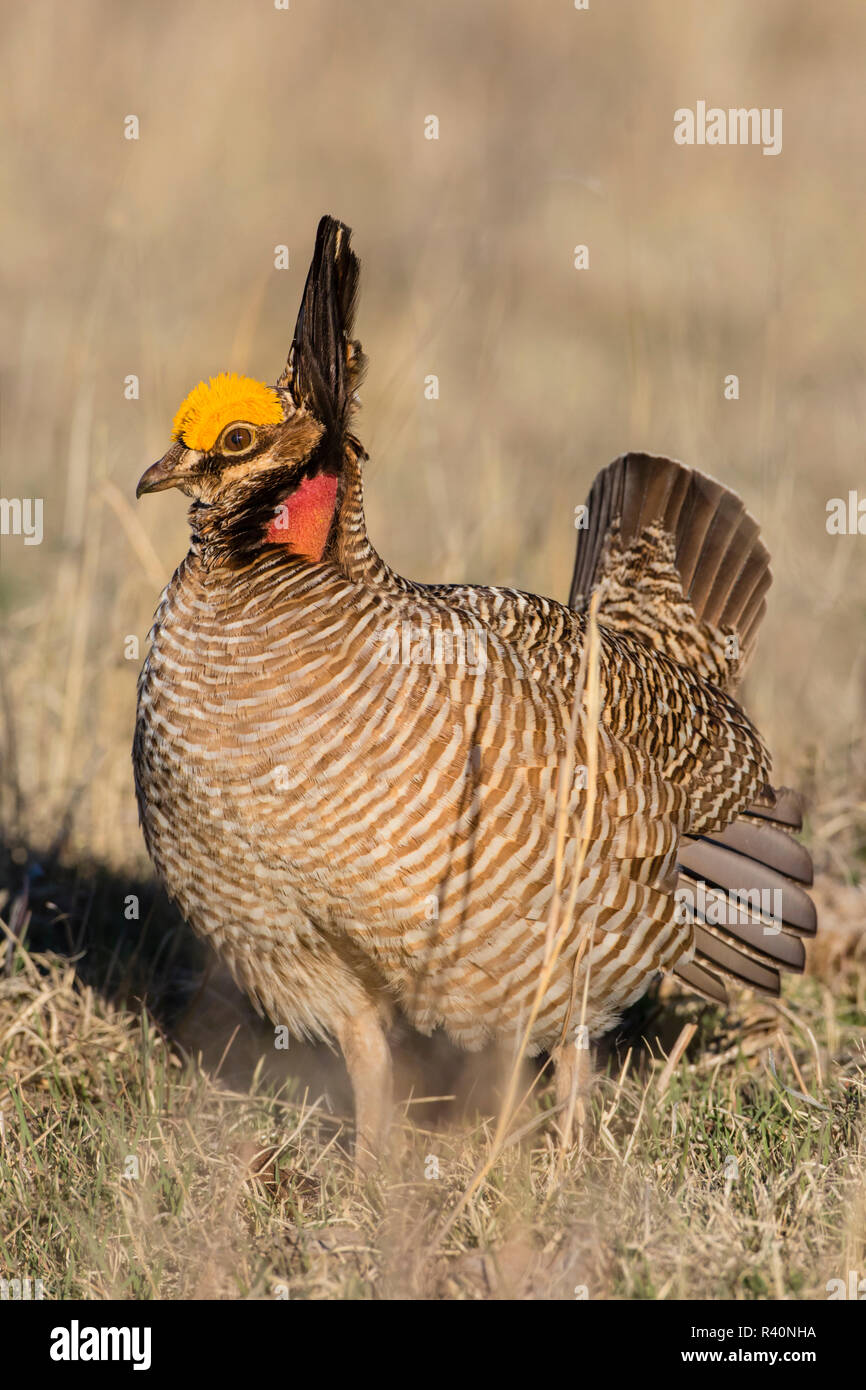 Lesser Prairie Chicken (Tympanuchus pallidicinctus) on lek Stock Photo ...