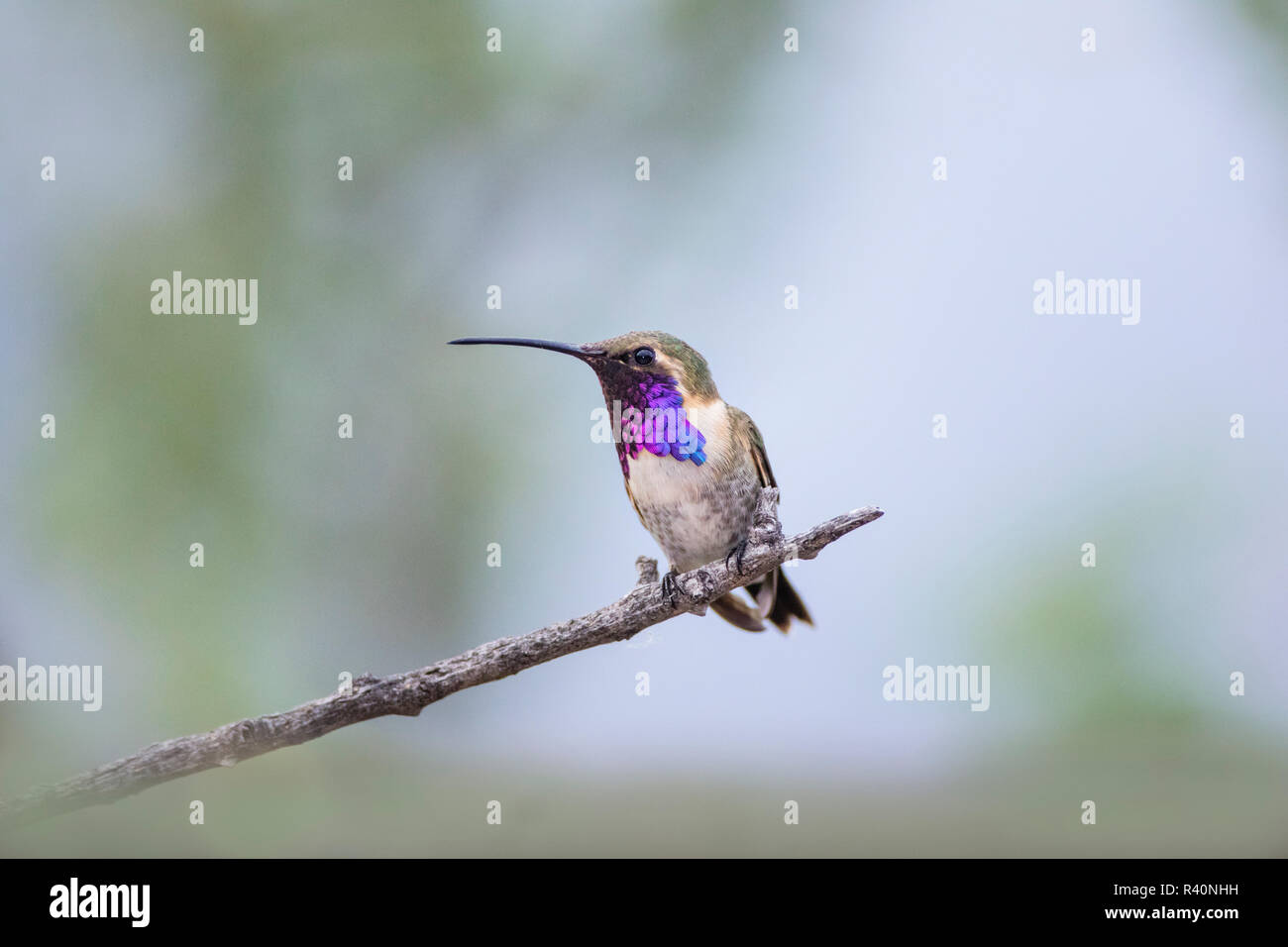 Lucifer hummingbird hi-res stock photography and images - Alamy