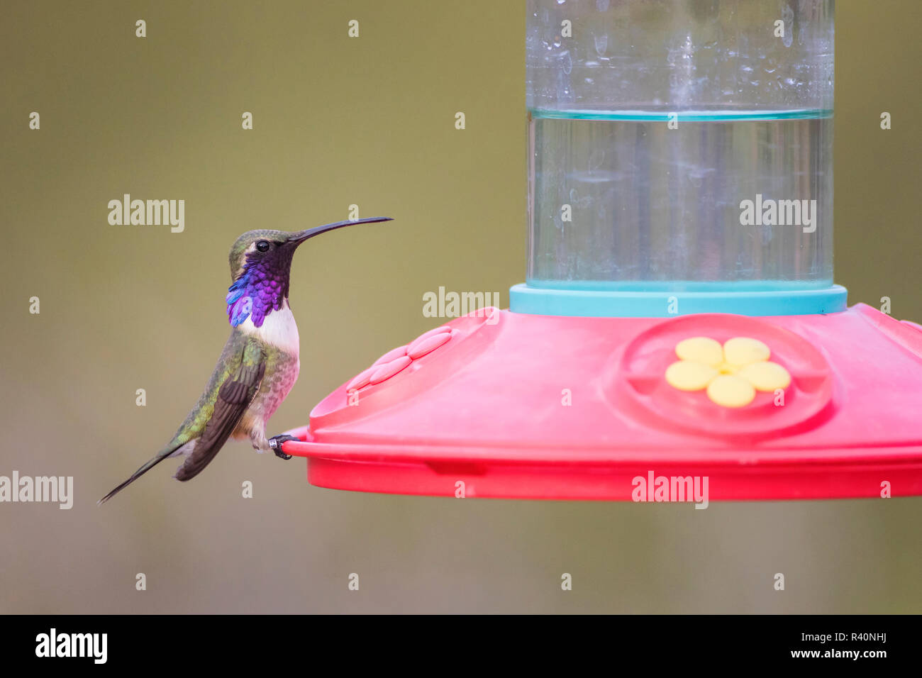 Lucifer Hummingbird (Calothorax Lucifer) male at feeder Stock Photo - Alamy