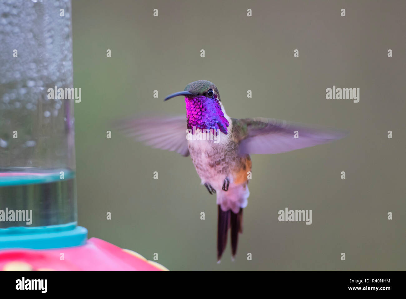 Lucifer Hummingbird (Calothorax Lucifer) male at feeder Stock Photo - Alamy