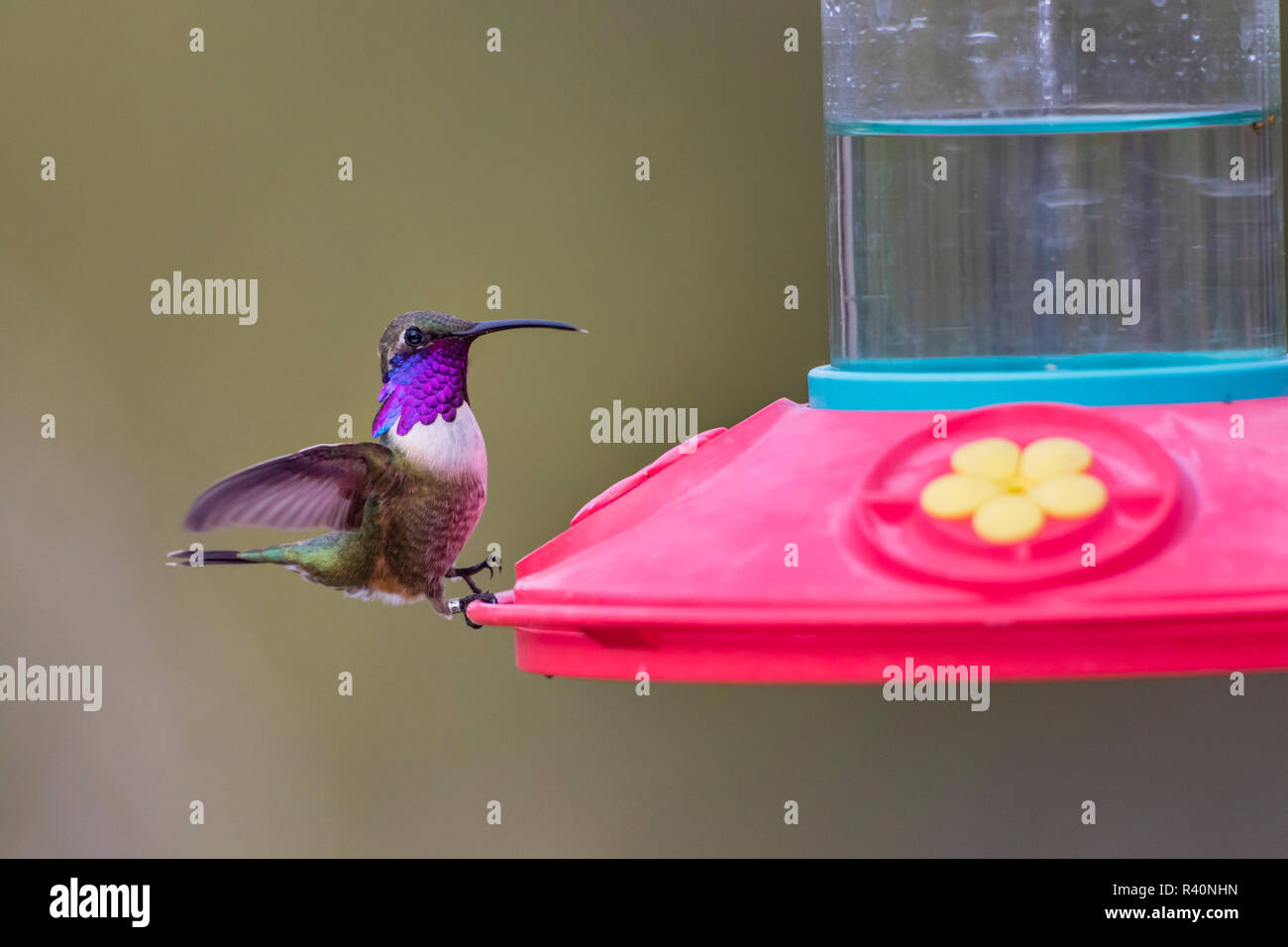 Lucifer Hummingbird (Calothorax Lucifer) male at feeder Stock Photo - Alamy