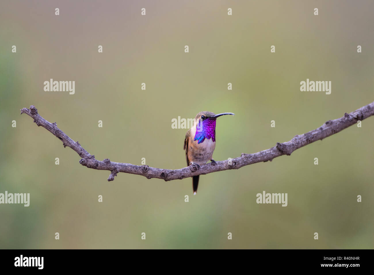 Lucifer Hummingbird (Calothorax Lucifer) male perched Stock Photo - Alamy
