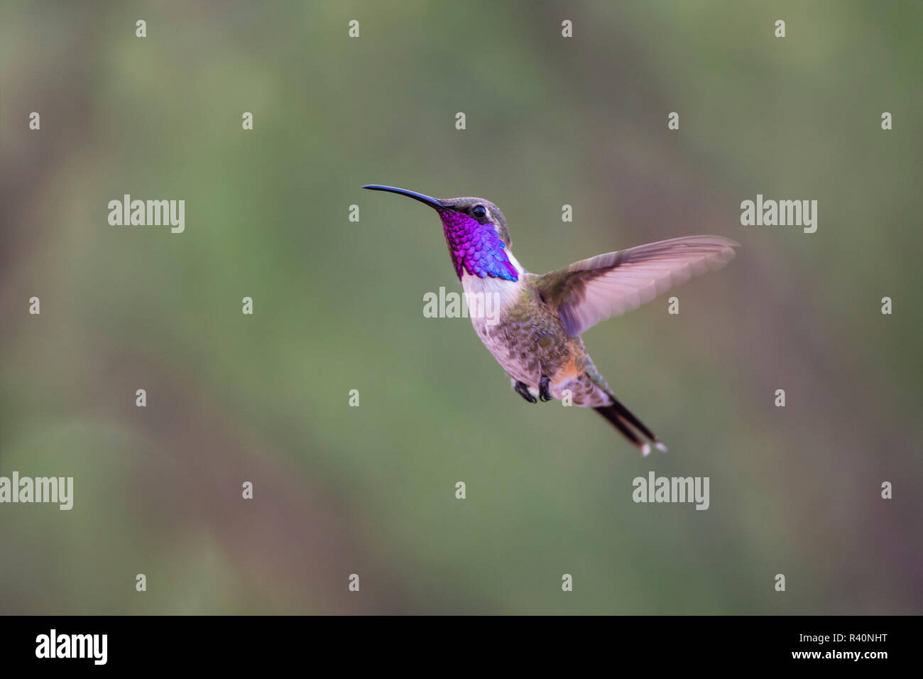 Lucifer Hummingbird Calothorax Lucifer High Resolution Stock ...