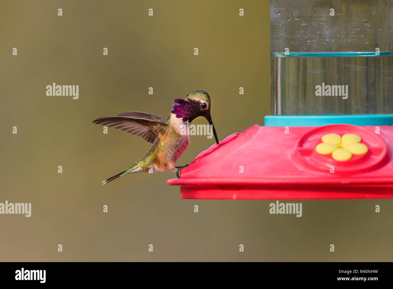 Lucifer Hummingbird (Calothorax Lucifer) male at feeder Stock Photo - Alamy