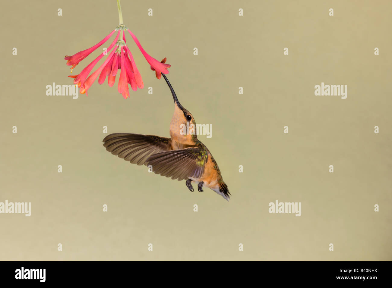 Lucifer Hummingbird (Calothorax Lucifer) feeding Stock Photo - Alamy
