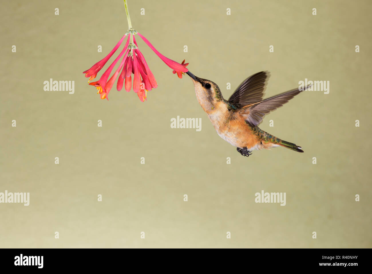 Lucifer Hummingbird (Calothorax Lucifer) feeding Stock Photo - Alamy