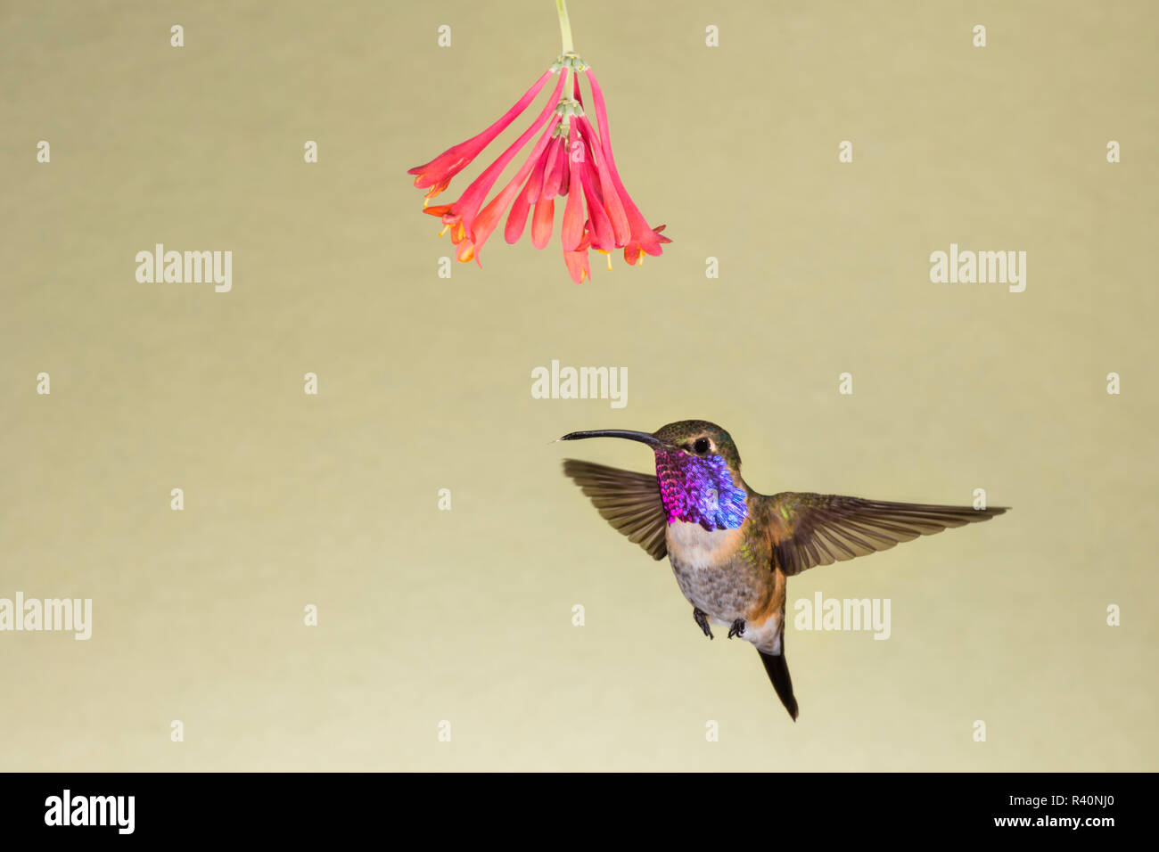 Lucifer Hummingbird (Calothorax Lucifer) feeding Stock Photo - Alamy