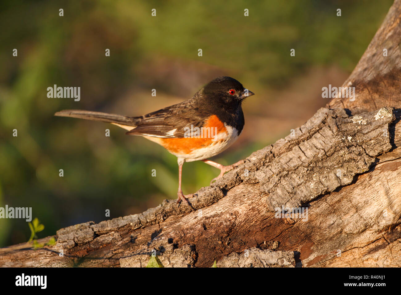Pheucticus erythrophthalmus hi-res stock photography and images - Alamy