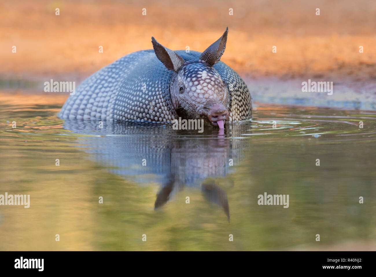 Nine banded armadillo hi-res stock photography and images - Alamy
