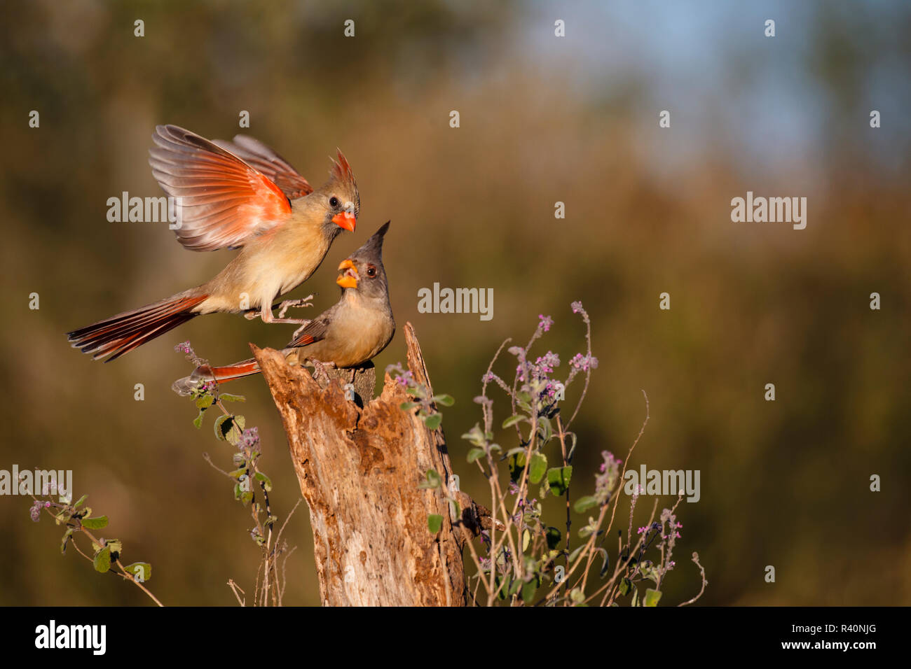 Female pyrrhuloxia bird hi-res stock photography and images - Alamy