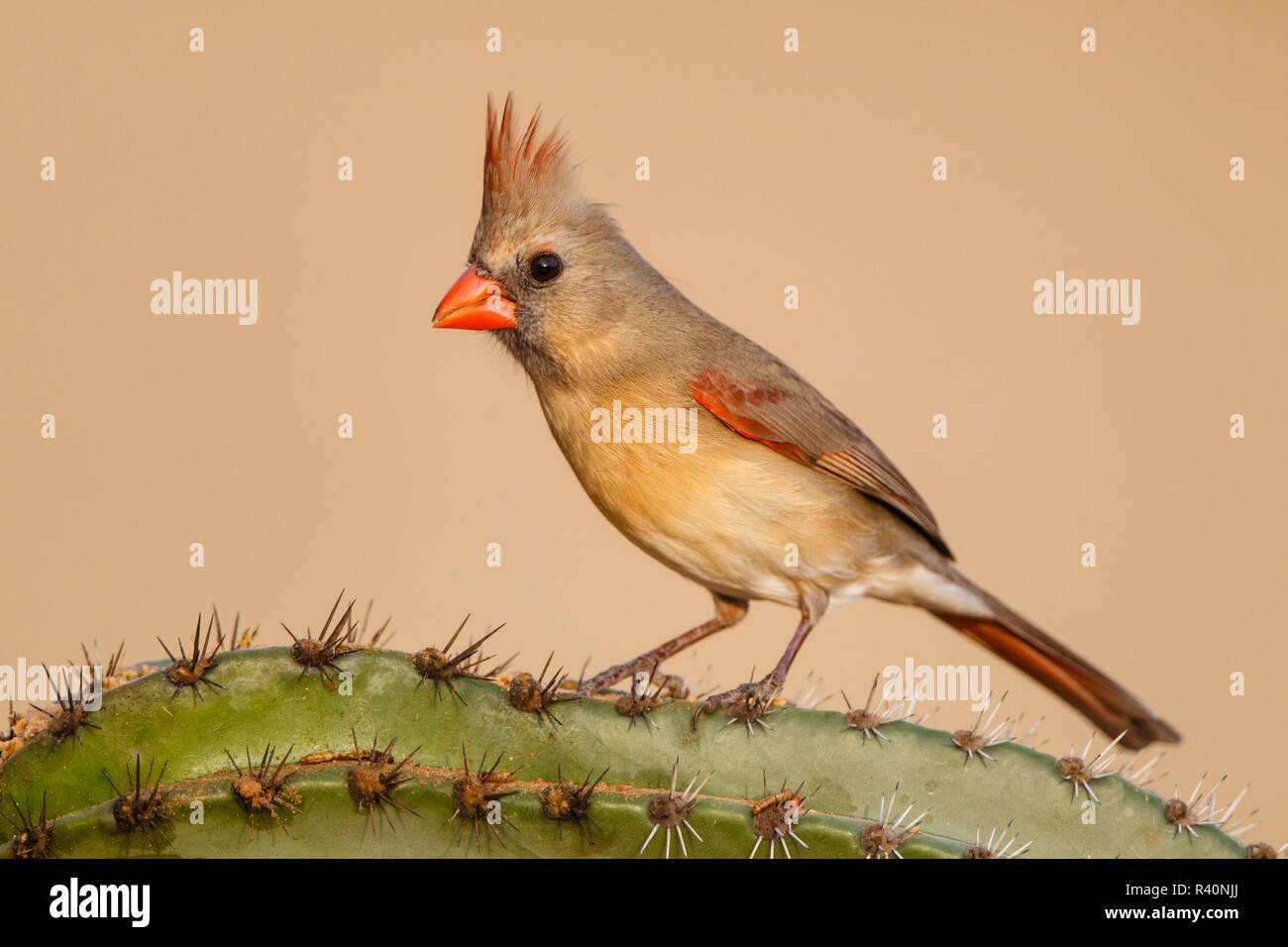 Northern Cardinal (Cardinalis Cardinalis) female perched on cactus ...