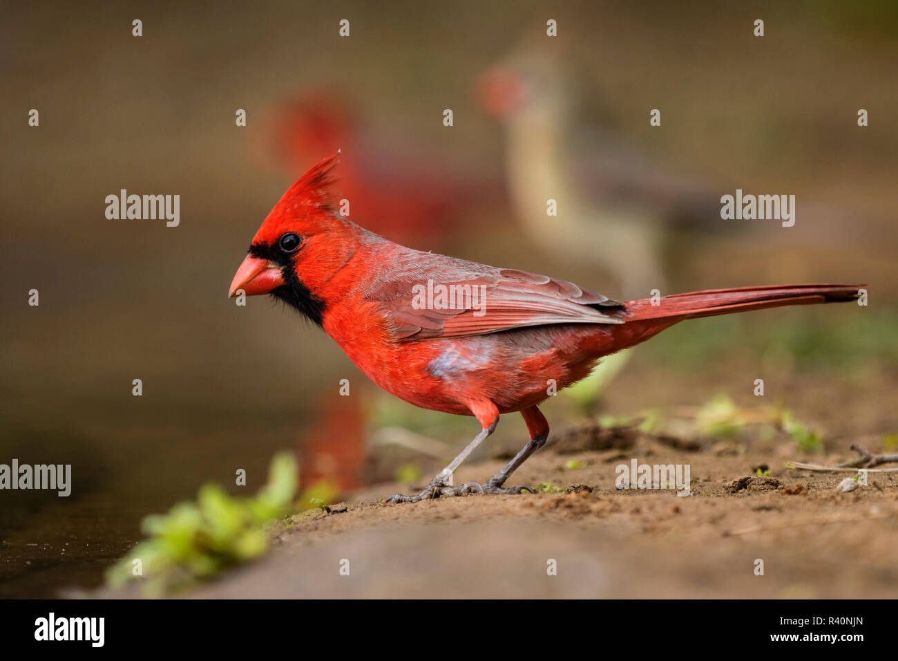Northern Cardinal (Cardinalis Cardinalis) male drinking Stock Photo - Alamy