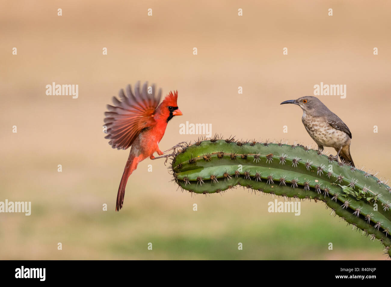 Northern Cardinal (Cardinalis Cardinalis) landing on cactus with curve ...