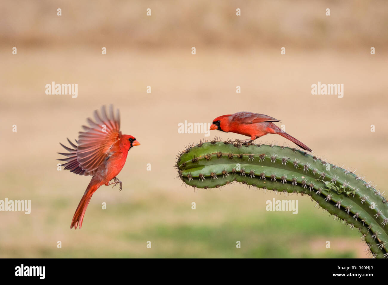 Northern Cardinal (Cardinalis Cardinalis) males landing on cactus Stock ...