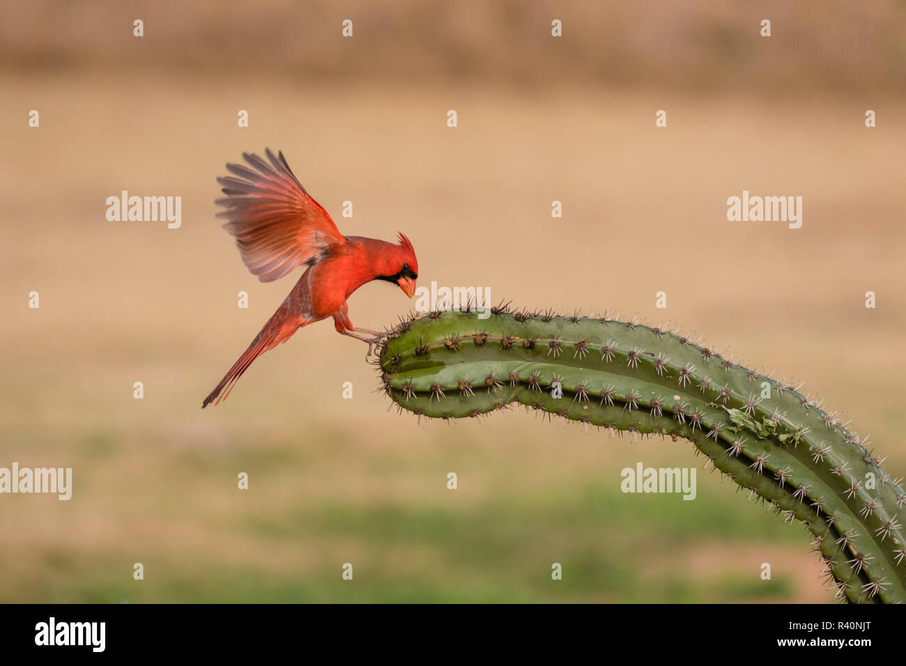 Northern Cardinal (Cardinalis Cardinalis) male landing on cactus Stock ...