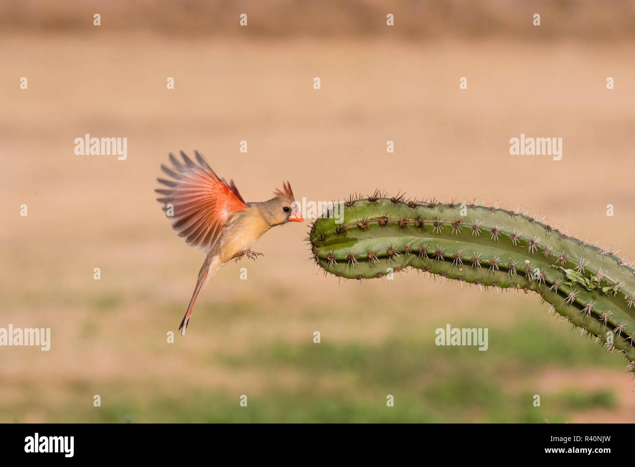 Northern Cardinal (Cardinalis Cardinalis) female landing on cactus ...
